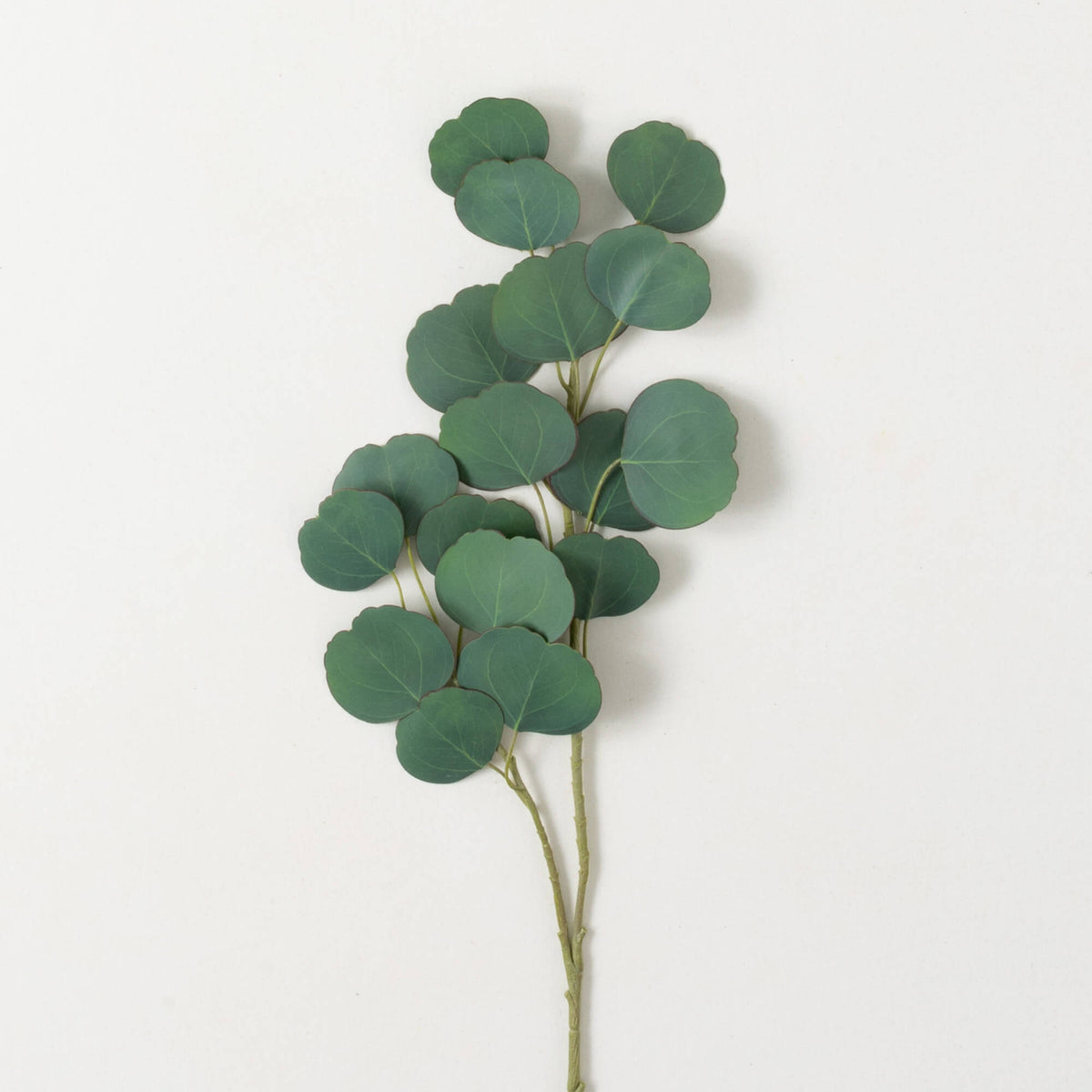 Gray Silver Dollar Eucalyptus – Sullivans Home Decor